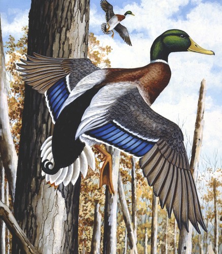 JAMES PARTEE JR. WATERFOWL ART, CACHE RIVER GREENHEADS 12x15 L/E S/N ...