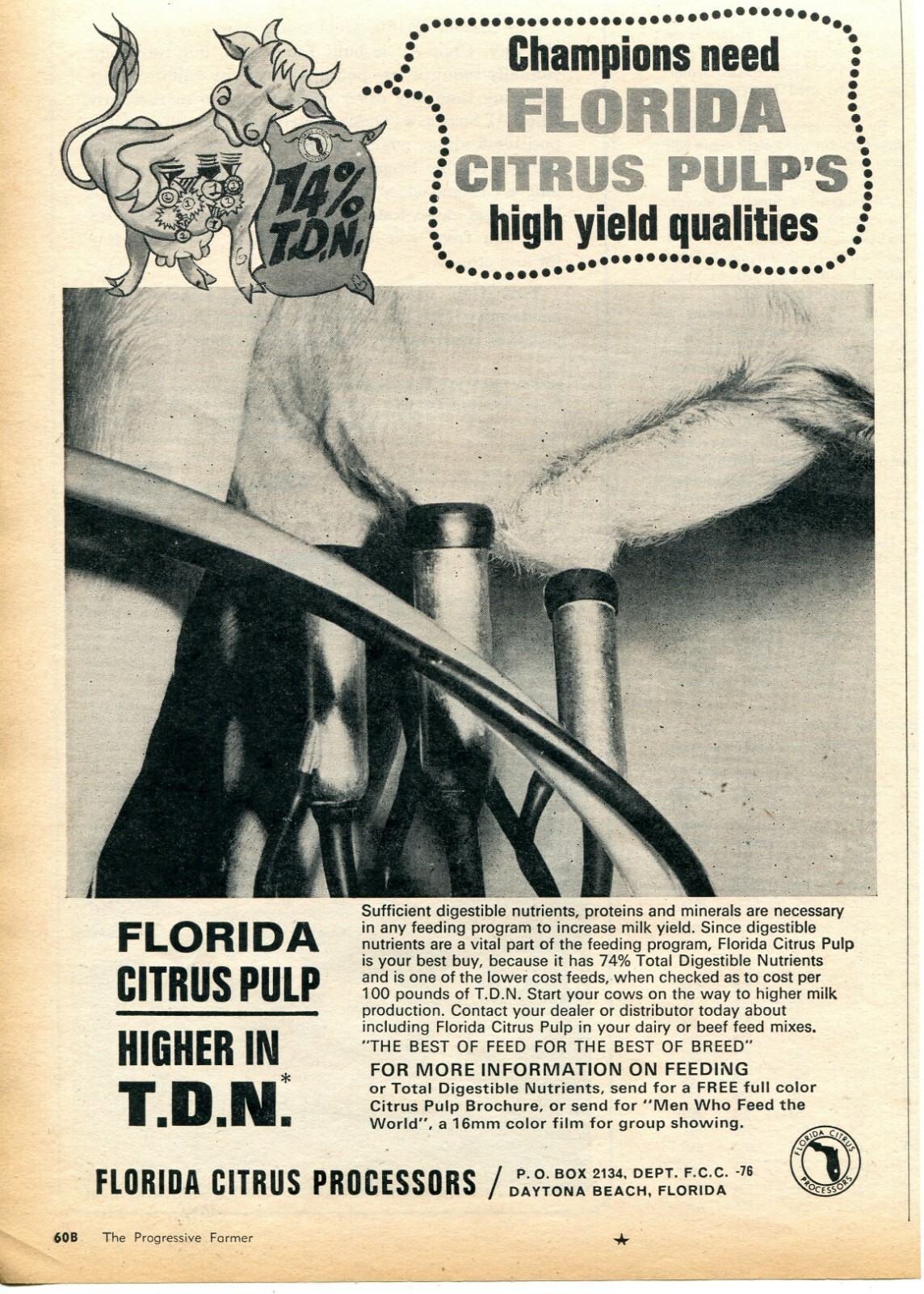 1968 Print Ad of Florida Citrus Processors Pulp Dairy Cow Cattle Feed ...