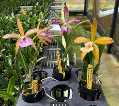 Rby. Spotted Charm (Blc Sun Spots 'Waiomaos GoldenLeopard' x B nodosa ...