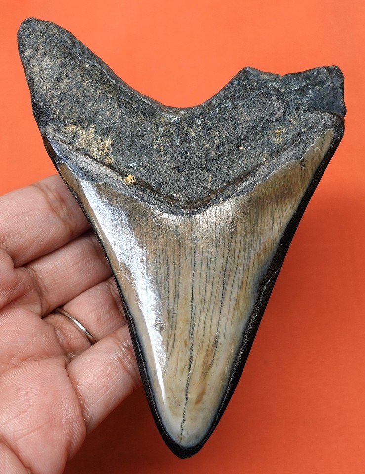 MEGALODON SHARK TOOTH REAL FOSSIL - SHARK TEETH- 4.36” - NO ...