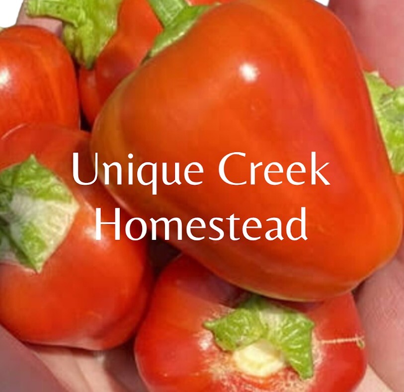 Variegated Baby BELL Pepper Seeds Mini Peppers Unique Creek Homestead ...