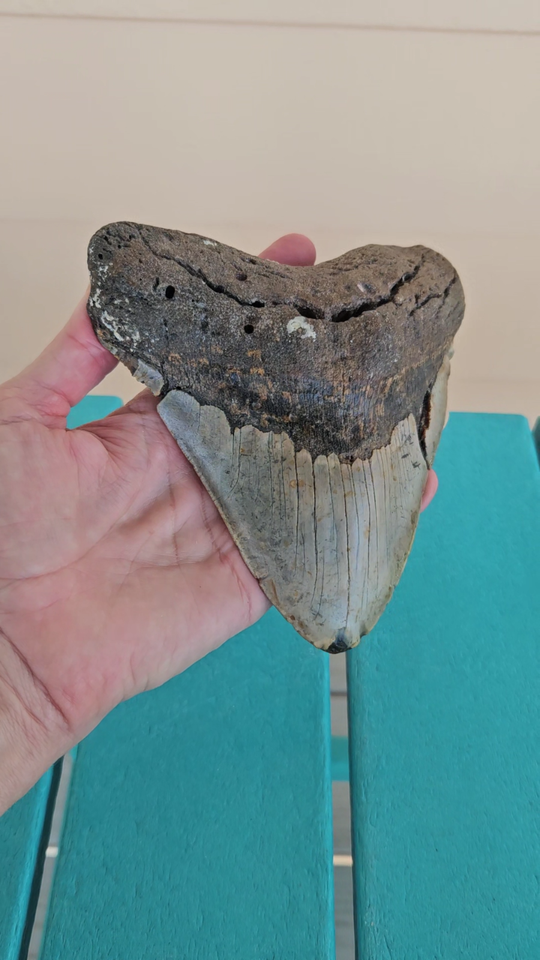 MEGALODON SHARK TOOTH - 5.95”- REAL FOSSIL - BIG SHARK TEETH - WIDE ...