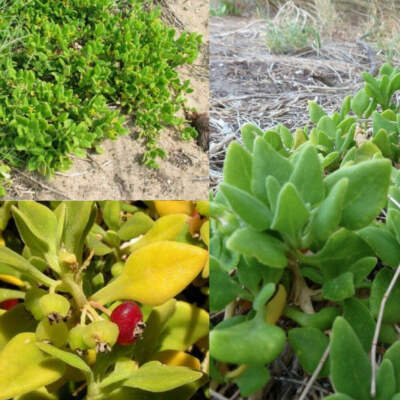 Bower spinach - Tetragonia implexicoma (Sea spinach) Seeds | eBay Australia