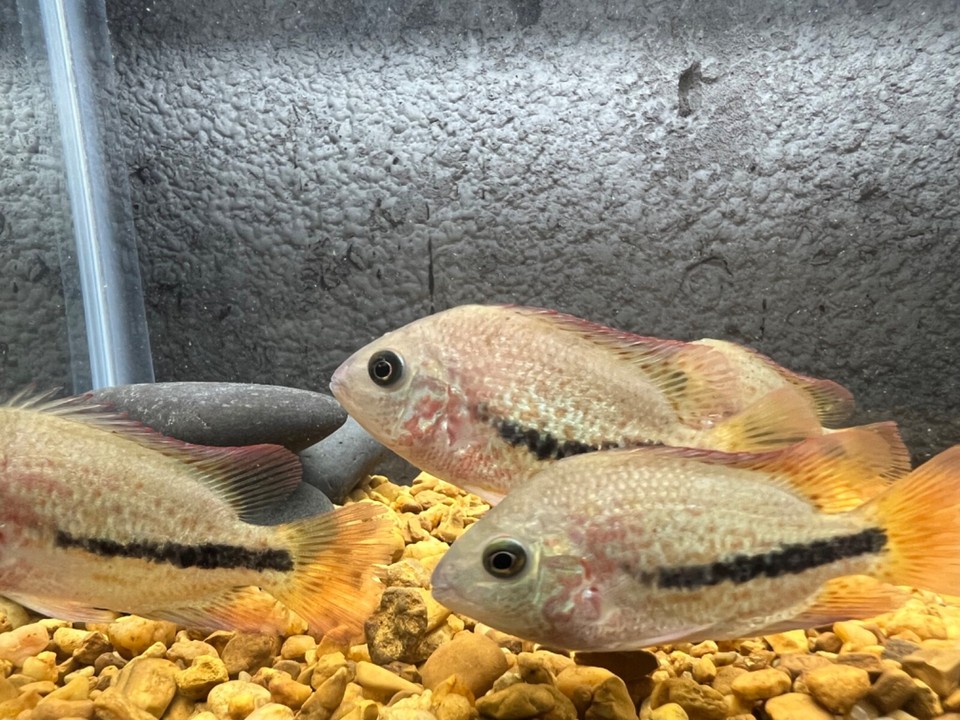 Vieja bifasiata /Red-spotted Cichlid | eBay