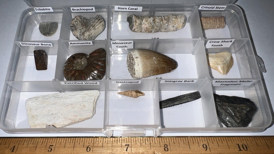 Labeled 12 REAL Fossil Lot Collection MOSASAUR, DINOSAUR, ICE AGE ...