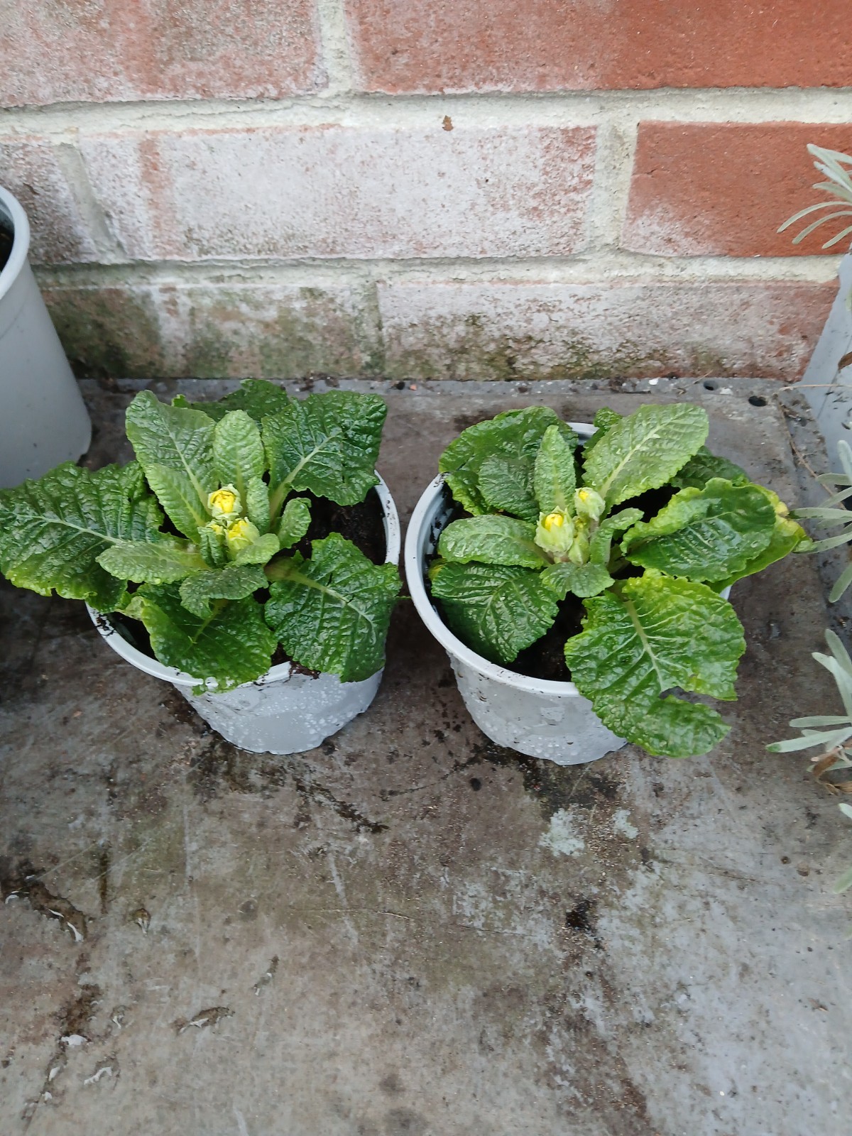 2 Primrose Polyanthus plants in 10.5cm pots approx. Yellow | eBay UK