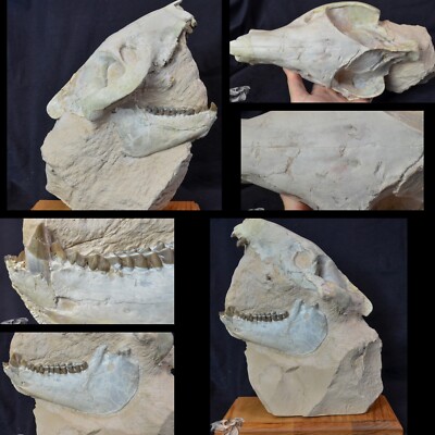 Large Oreodont Skull on Matrix, Eporeodon major, Badlands, SD Fossil ...