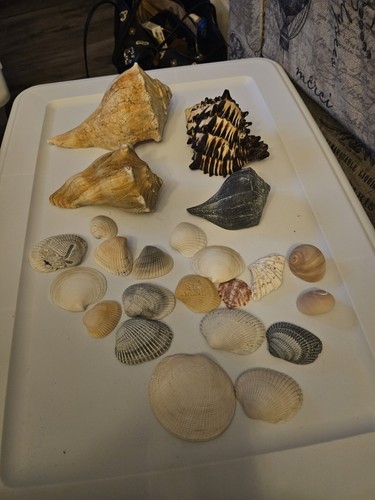 Lot Of Assorted Sea Shells | eBay