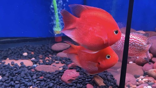 Female Red Mammon Parrot Cichlid | eBay
