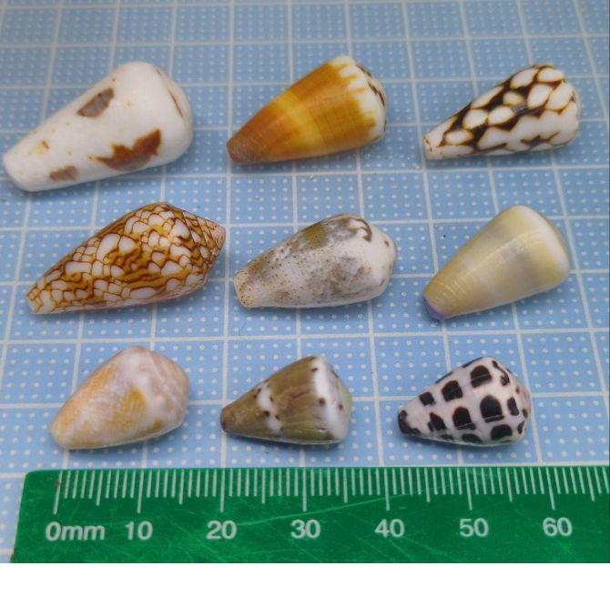 Hebrew cones & cone shell from japan Art Craft Shells of Okinawa | eBay