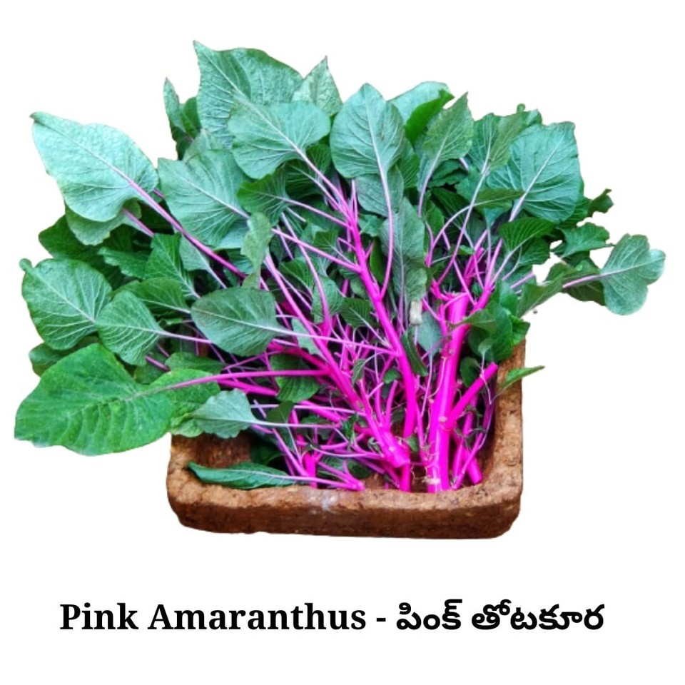 Organic 12 Varieties Leafy Vegetable Seeds, Vegetable Seeds for Home ...