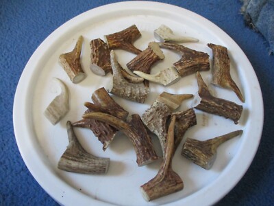 20 real deer antler burrs ends deer antler art for drawer pulls crafts ...