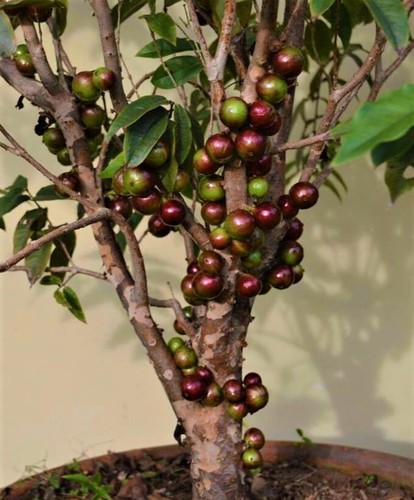SCARLET DWARF JABOTICABA SEEDLING "ESCARLATE" VERY SWEET TASTING FRUIT ...