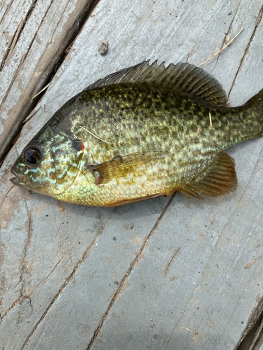 Bluegill Fish Taxidermy Wall Mount Specimen | eBay