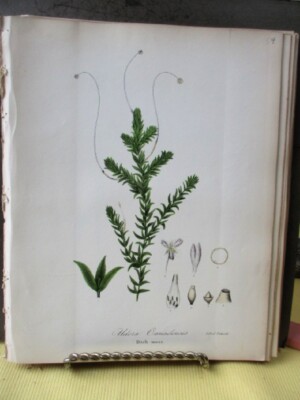 Vtg Print, Ditch Moss, 1843, NY BOTANY, Torrey, Color, 11x9" | eBay