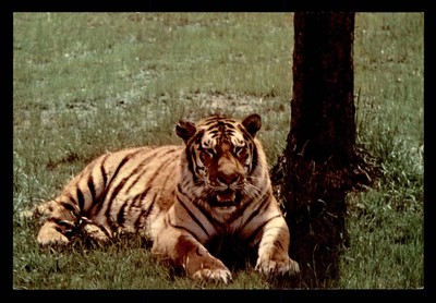 POSTCARD: TIGERS: Siberian Tiger | eBay