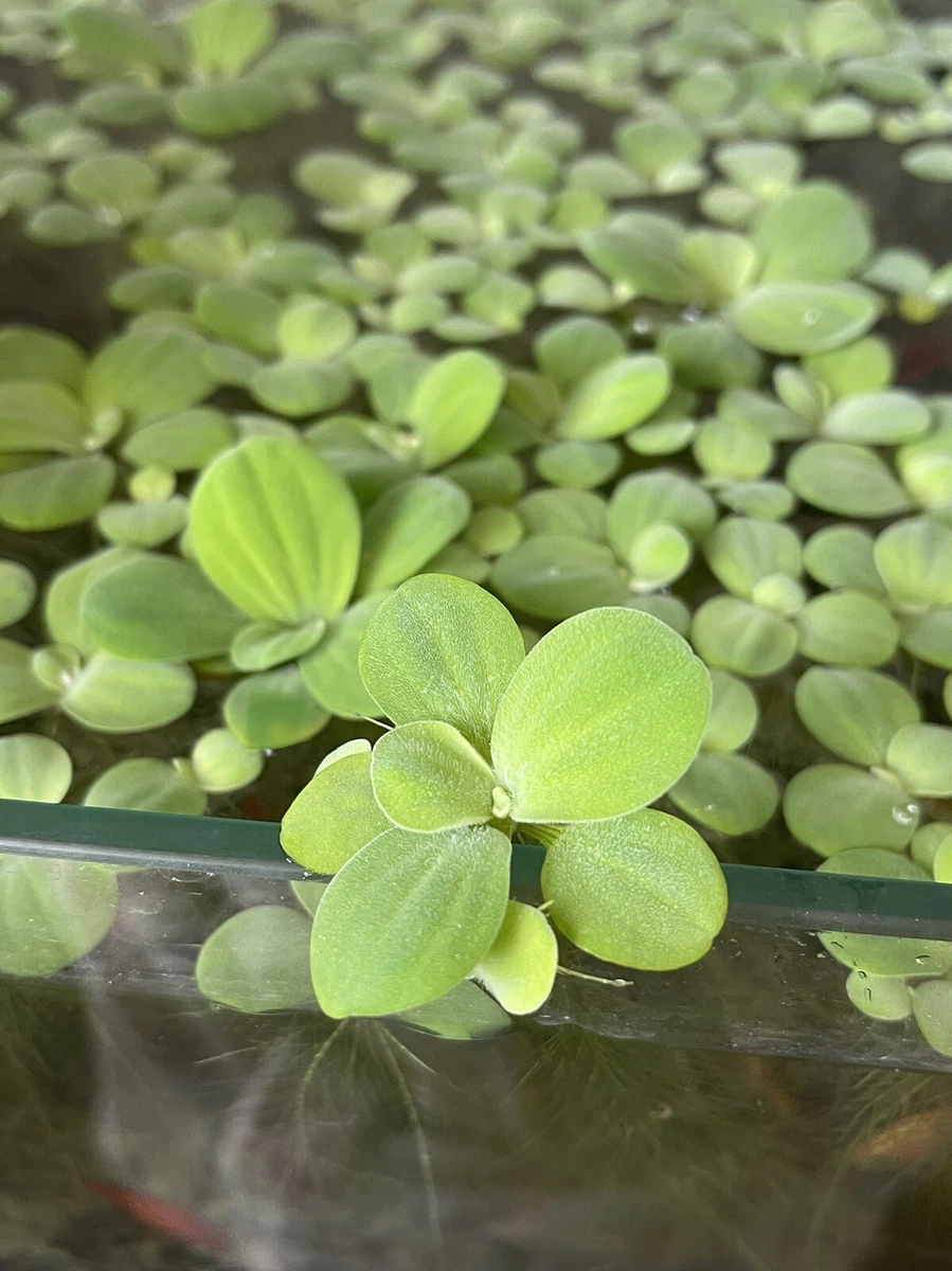 Mini Water Lettuce