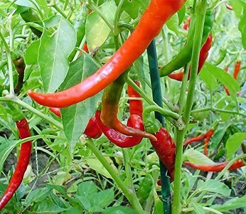 30+Long 8 Inch Red Thin Hot Pepper Chili Erjintiao Chinese Hot pepper ...