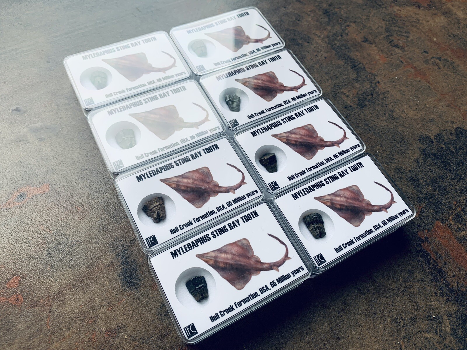 1 X Fossil Skate Tooth Myledaphus From The USA | eBay