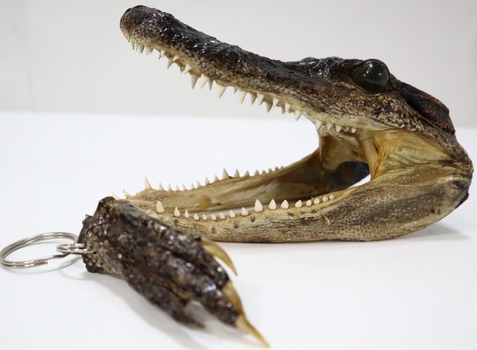 Authentic 5-6" Alligator Head Real Alligator Taxidermy & Gator Key ...