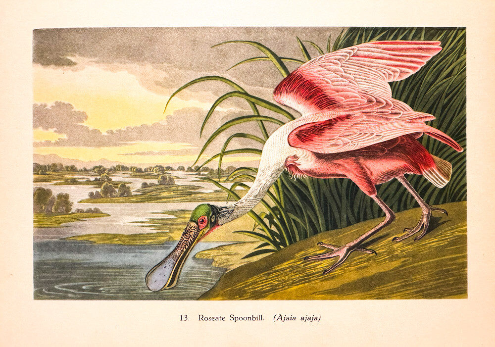 Roseate Spoonbill Drawing