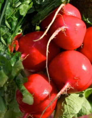 2,000 Crimson Giant Radish - Big Round Red Radish Seeds | eBay