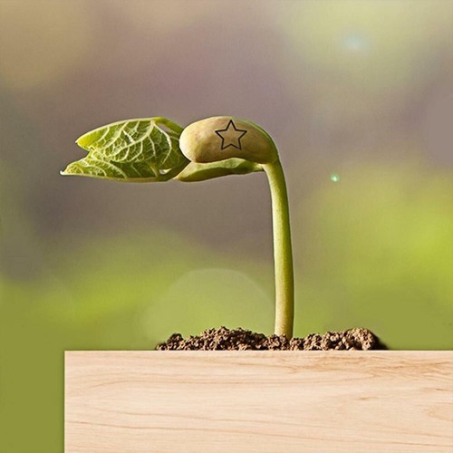 Grow Your Own Kit Magic Message Bean You're A Star Novelty Plant Gift ...