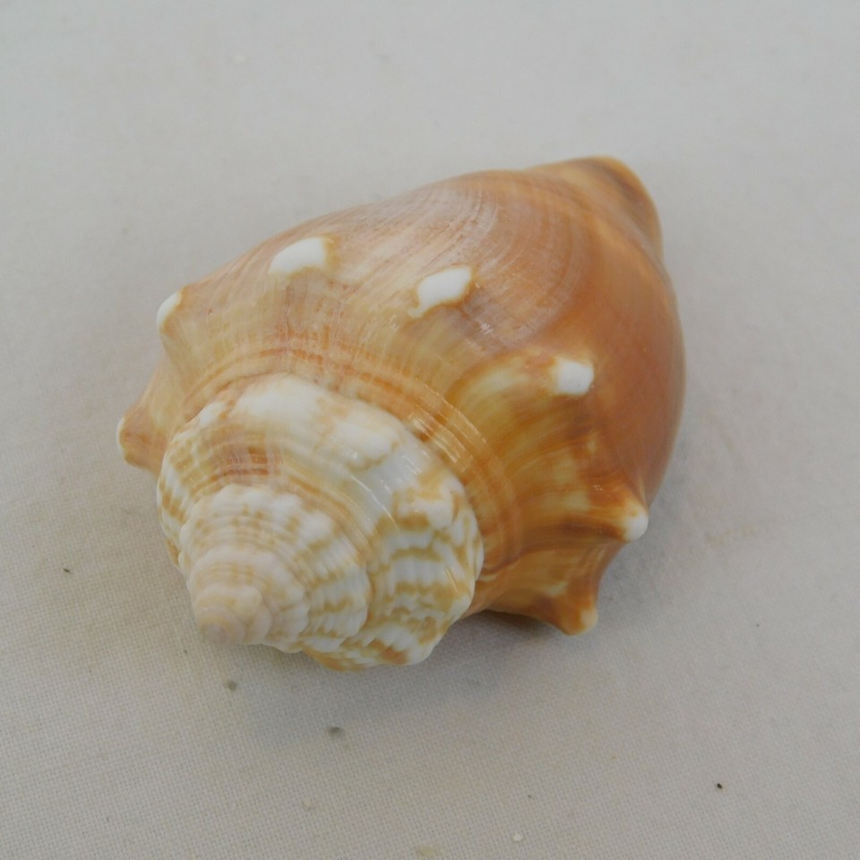 Lot of 10 Conch Seashells 3" Long Ocean Beach Decor Aquarium Craft Pink ...