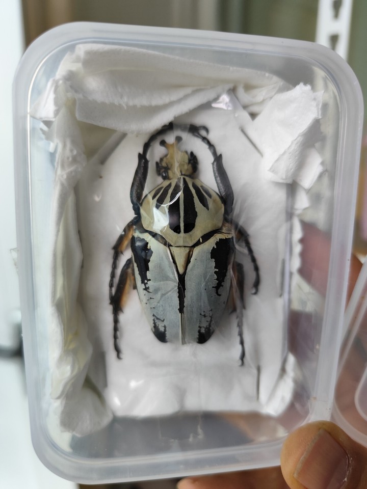 super rare. goliathus atlas cacicus*regius superclean 63mm up | eBay