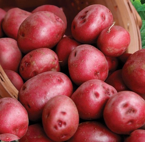 Red Pontiac Seed Potatoes USDA Certified For Planting 1000gram Red ...