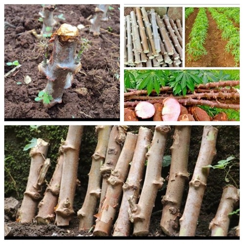 Cassava plant Cutting fresh Stem root Manioc 100% GERMINATE Cutting ...