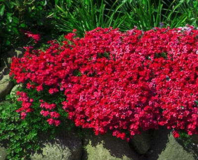 Rock Cress Aubrieta hybrida Cascade Red 400 seeds+FREE REUSABLE PLANT ...