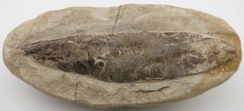Rhacolepis Fossil Fish, Cretaceous Santana Formation, Brazil | eBay