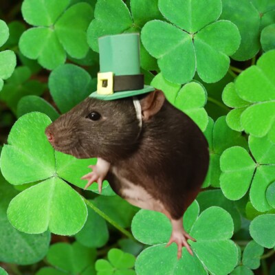 Green Leprechaun St. Patrick's day costume hat for small animals, rats ...