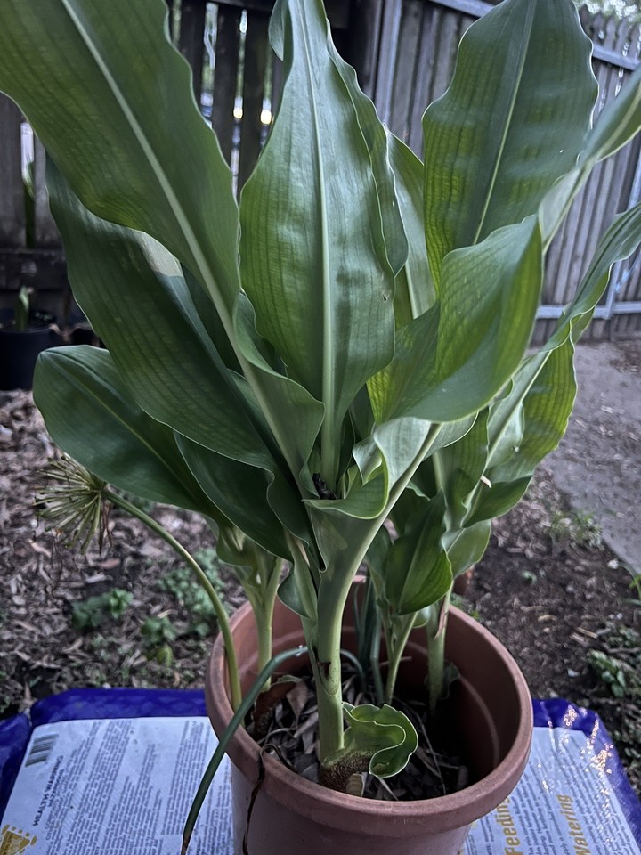 FireBall Lily X 1 Bulb (Scadoxus multiflorus) | eBay Australia