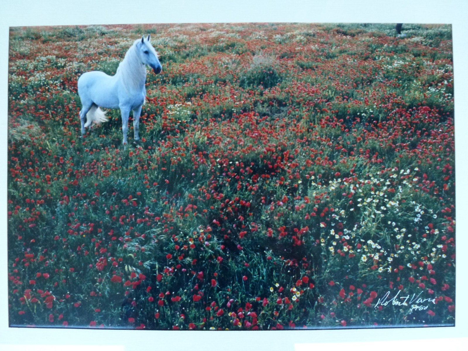 IN THE MEADOW by ROBERT VAVRA signed Dye-Transfer Photo Print COA HORSE ...