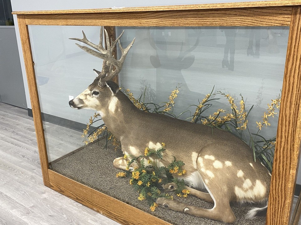 Rare Piebald Full Body Deer Buck Taxidermy Mount | eBay