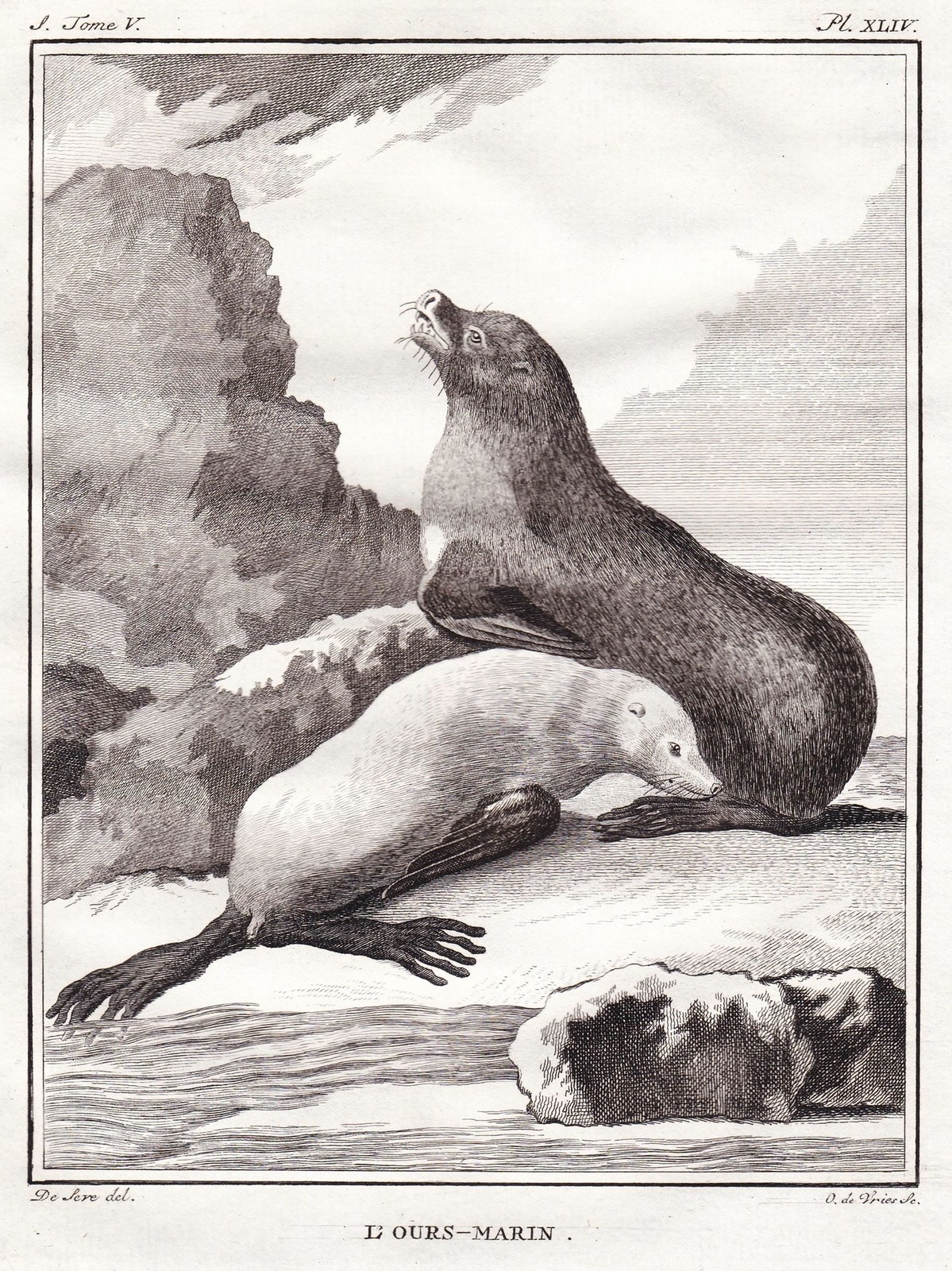 Fur Seals Sea Bear Seal Engraving Copperplate Buffon 1780 | eBay