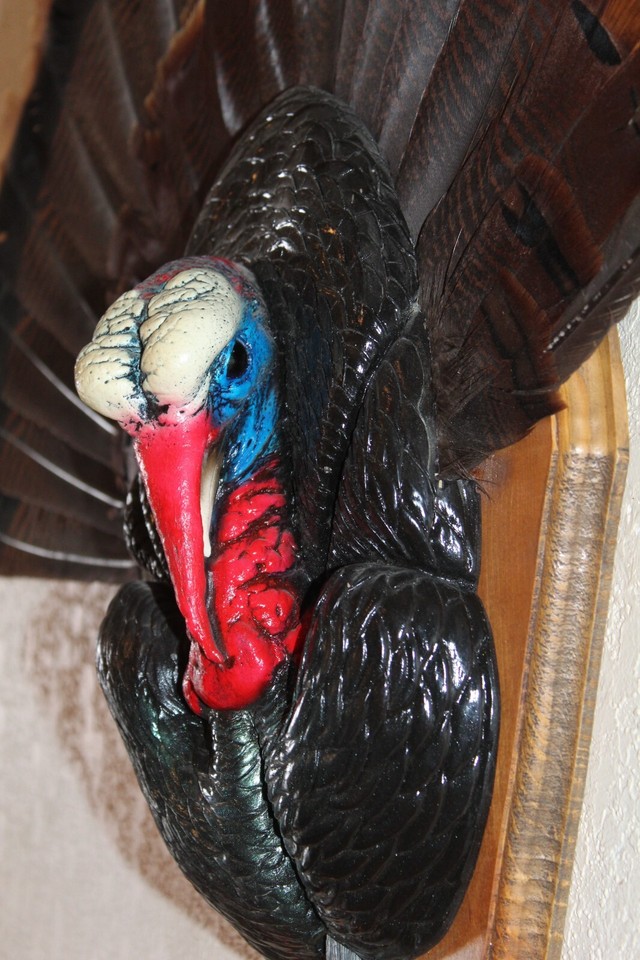 Turkey Mount Taxidermy Tom Jake Whitetail Deer Shed Antler Log Cabin ...