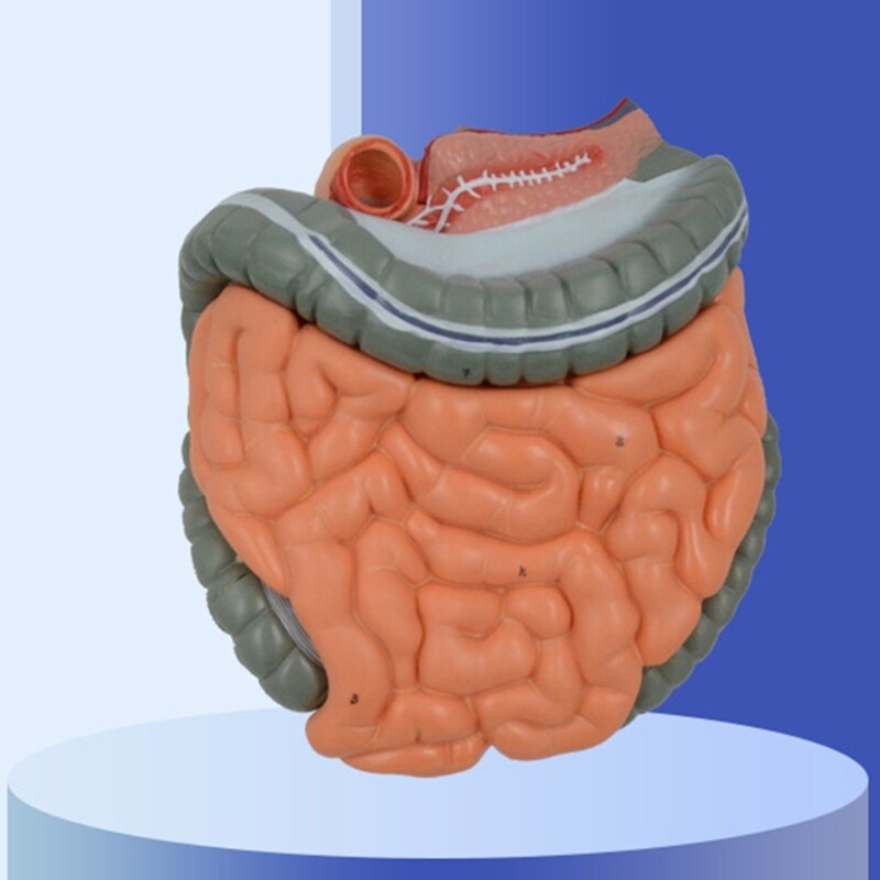 Anatomical Digestive System Model, Human Large Intestine Cecum Anatomy ...