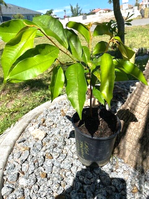 SAVE 8$ GREEN STAR APPLE SEEDLING 14" TALL (CHRYSOPHYLLUM CAINITO ...