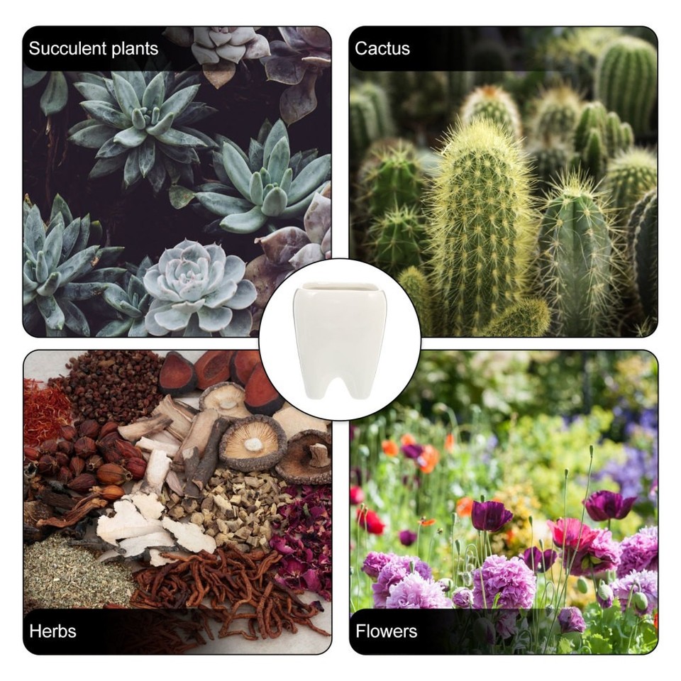 2 Pcs Ceramic Cactus Pot Small Container Tooth Shaped Cute Succulent ...