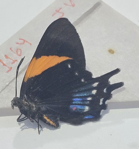 1164 Riodinidae | eBay