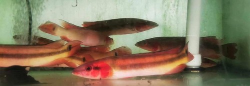 Atabapo Fire Pike Cichlid RARE! | eBay