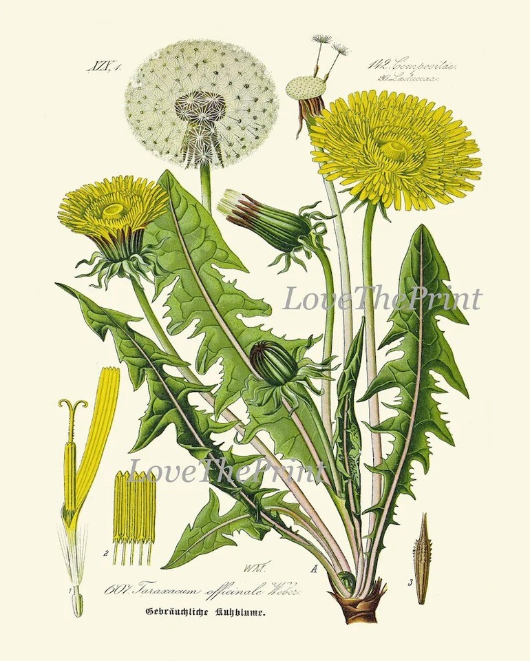 Dandelion Botanical Wall Art Set of4 Prints Beautiful Antique Vintage ...