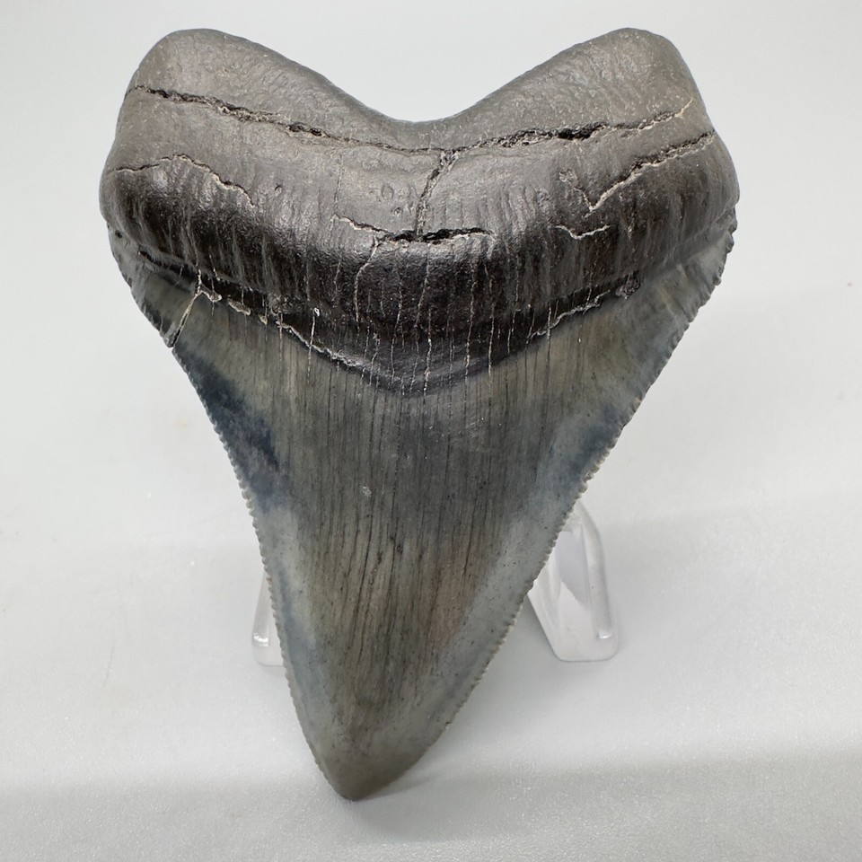 Excellent Quality/Color Serrated 2.99" Fossil CHUBUTENSIS Shark Tooth ...