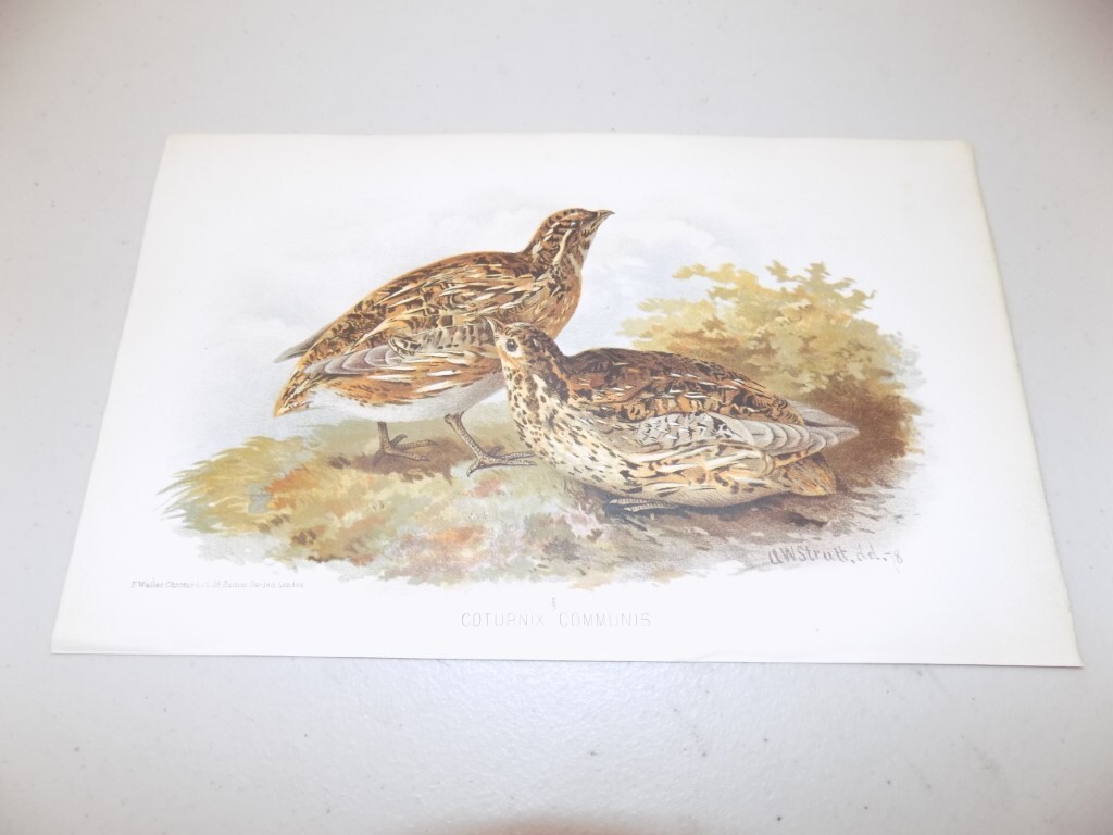 1880 Antique Game Bird Print / COMMON GREY QUAIL, or, COTURNIX COMMUNIS ...