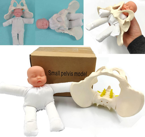 Childbirth Demonstration Pelvis Model-Mini Female Pelvis&Baby Model ...