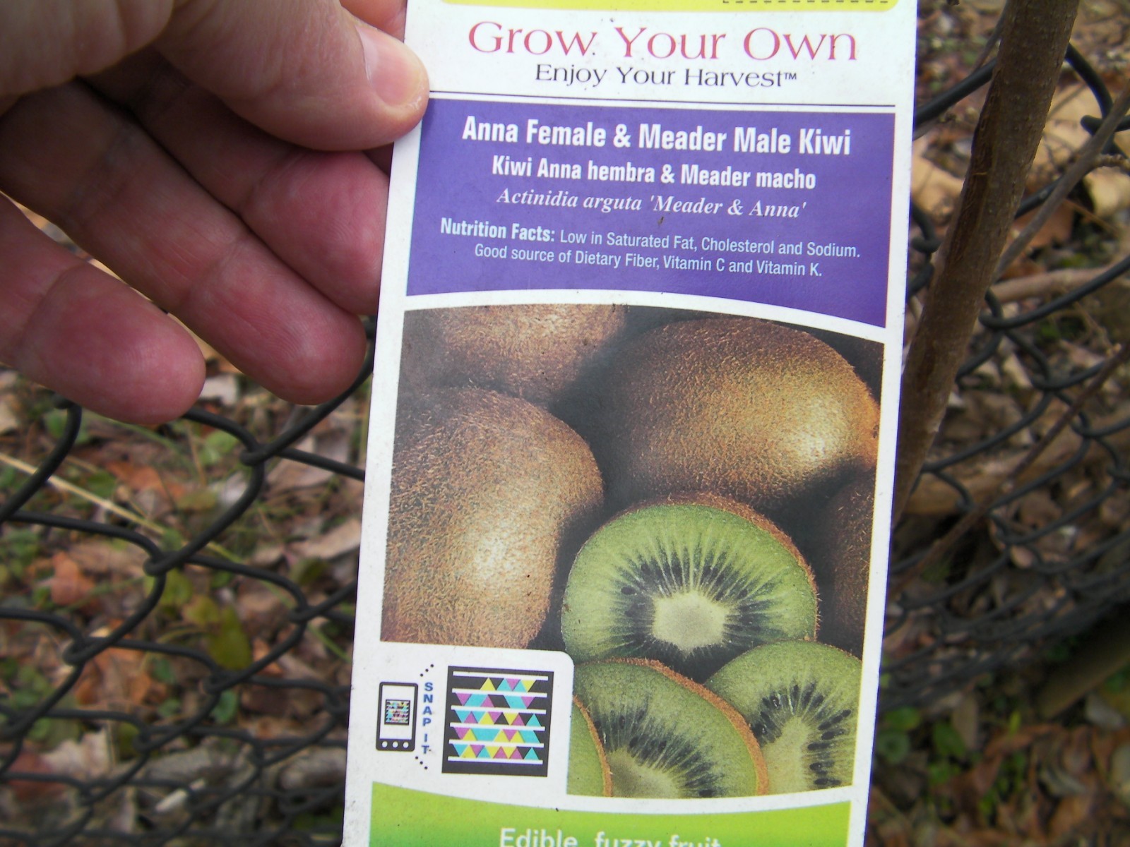 6 cuttings Hardy Polar Arctic Kiwi vine, Anna FEMALE Actinidia Arguta ...