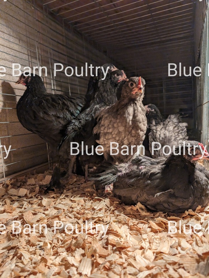 6 Show Quality Blue/Black/Splash Langshan Chicken Hatching Eggs. NPIP ...